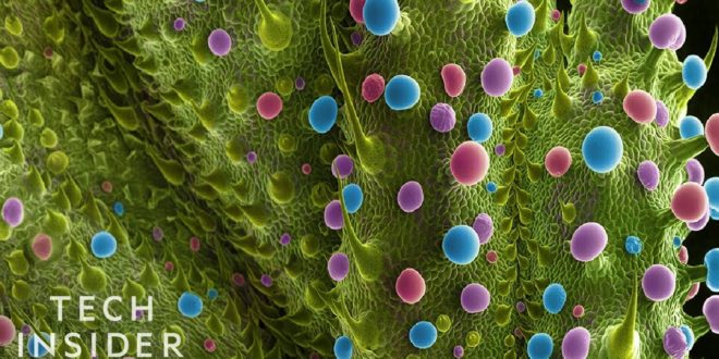 Video: What Marijuana Looks like Under a Microscope